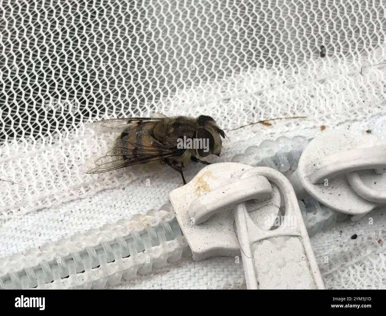 Yellow-spotted Bromeliad Fly (Copestylum avidum Stock Photo - Alamy