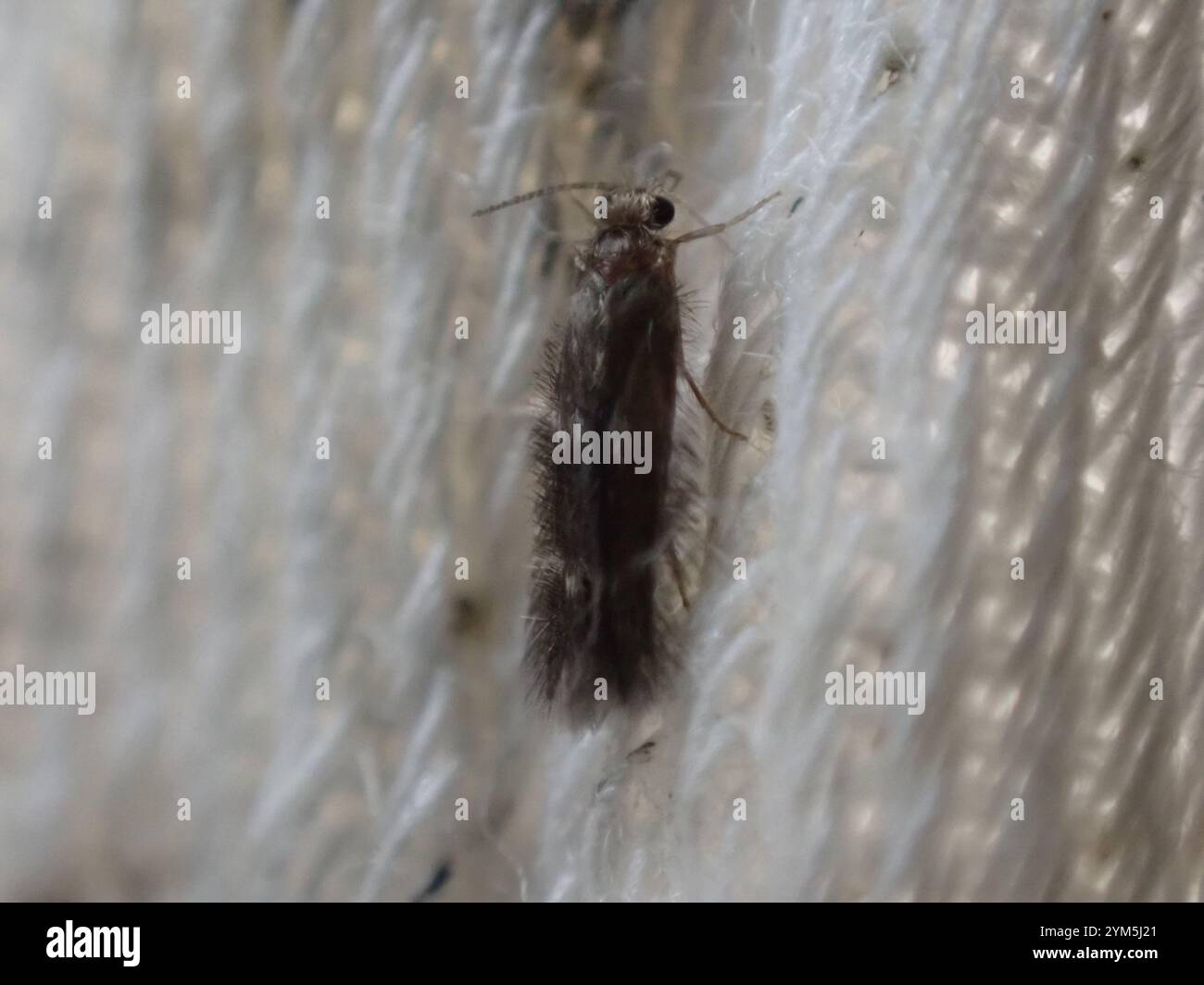 Hydroptilidae hi-res stock photography and images - Alamy