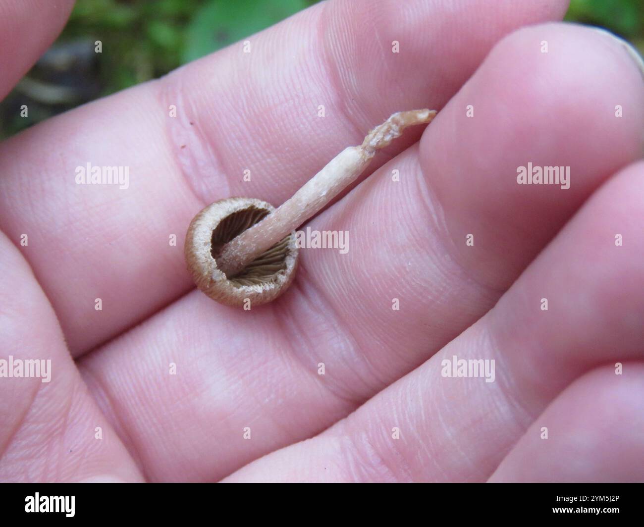 Fiber Caps (Inocybe Stock Photo - Alamy