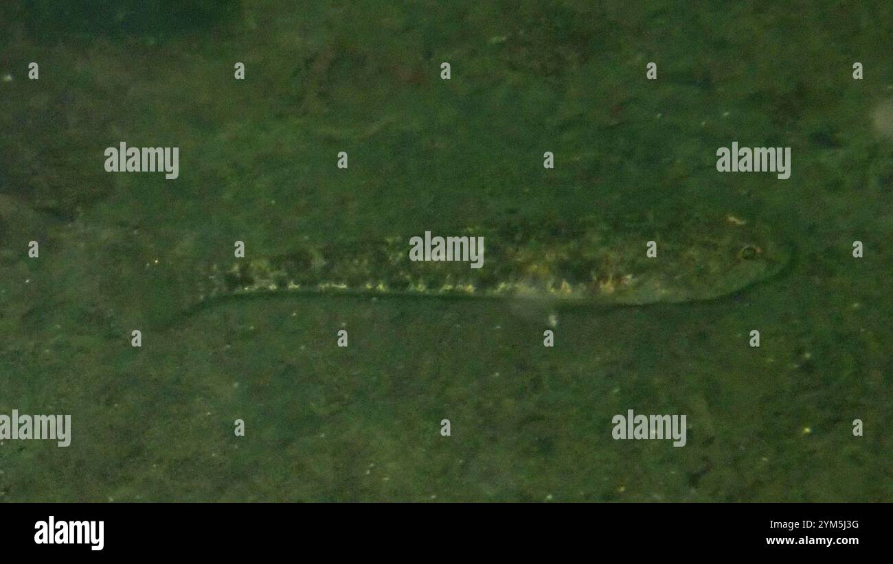 Gobies and allies (Gobioidei Stock Photo - Alamy