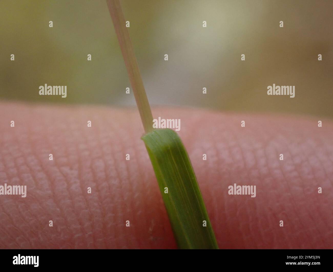 Saltgrass (Distichlis spicata Stock Photo - Alamy