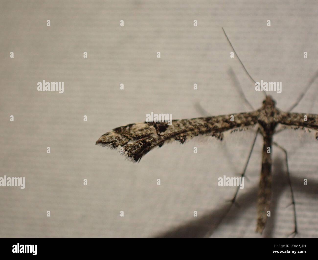 Plume Moths (Pterophoridae Stock Photo - Alamy