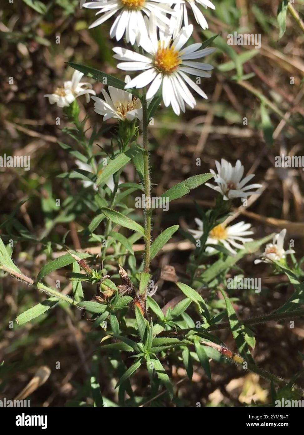 hairy white oldfield aster (Symphyotrichum pilosum Stock Photo - Alamy