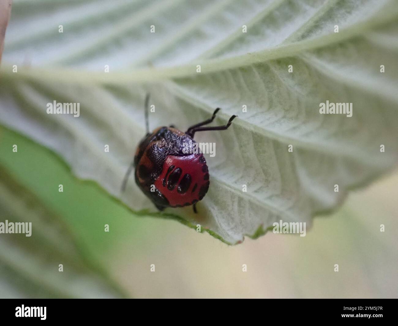 True Bugs (Heteroptera Stock Photo - Alamy