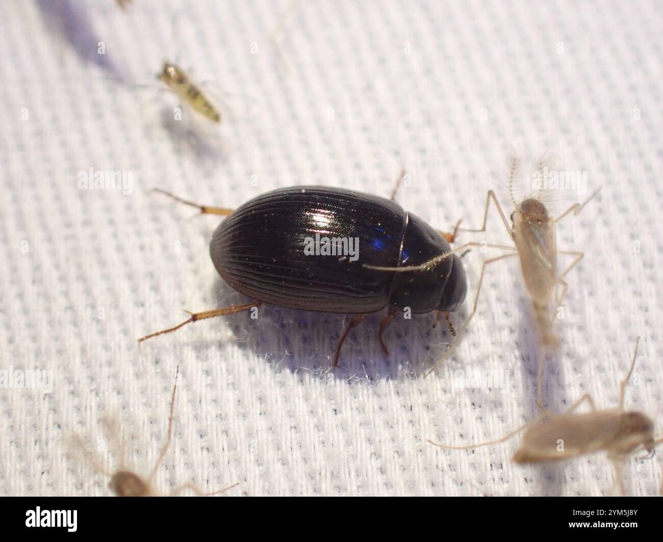 Hydrobius hi-res stock photography and images - Alamy