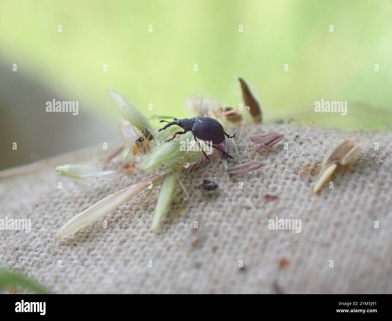 Pear-shaped Weevils (Apioninae Stock Photo - Alamy
