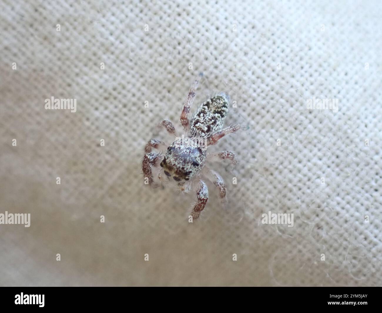 Bronze Jumping Spider (Eris militaris Stock Photo - Alamy