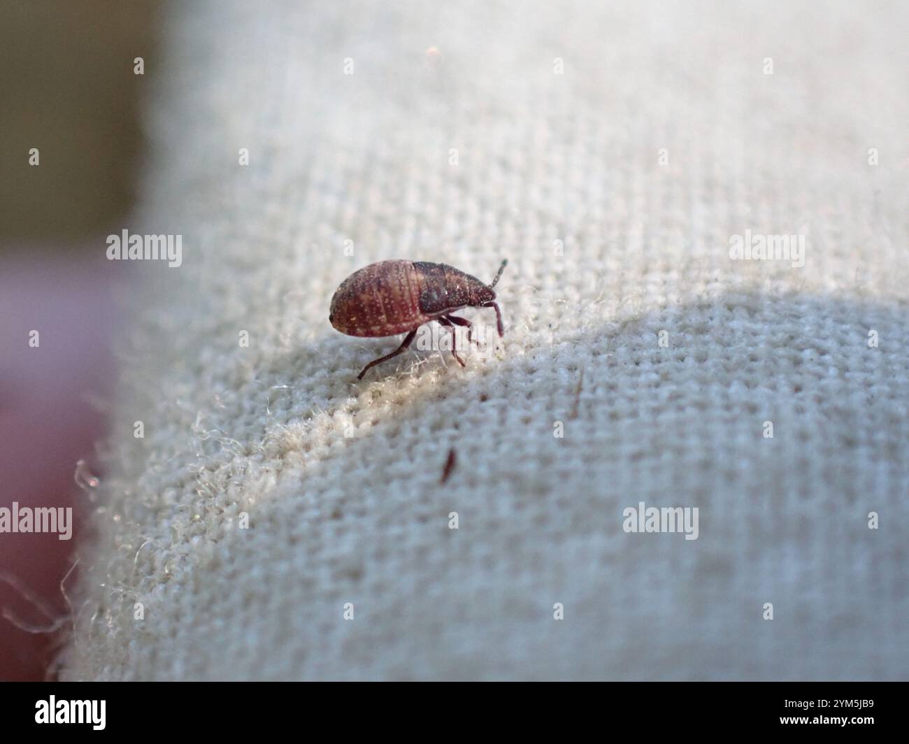 True Bugs (Heteroptera Stock Photo - Alamy