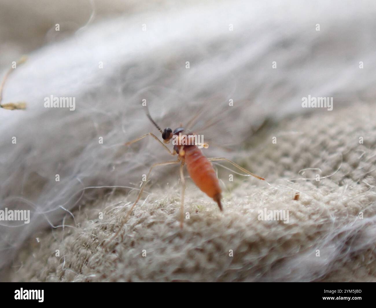 Fungus Gnats and Gall Midges (Sciaroidea Stock Photo - Alamy