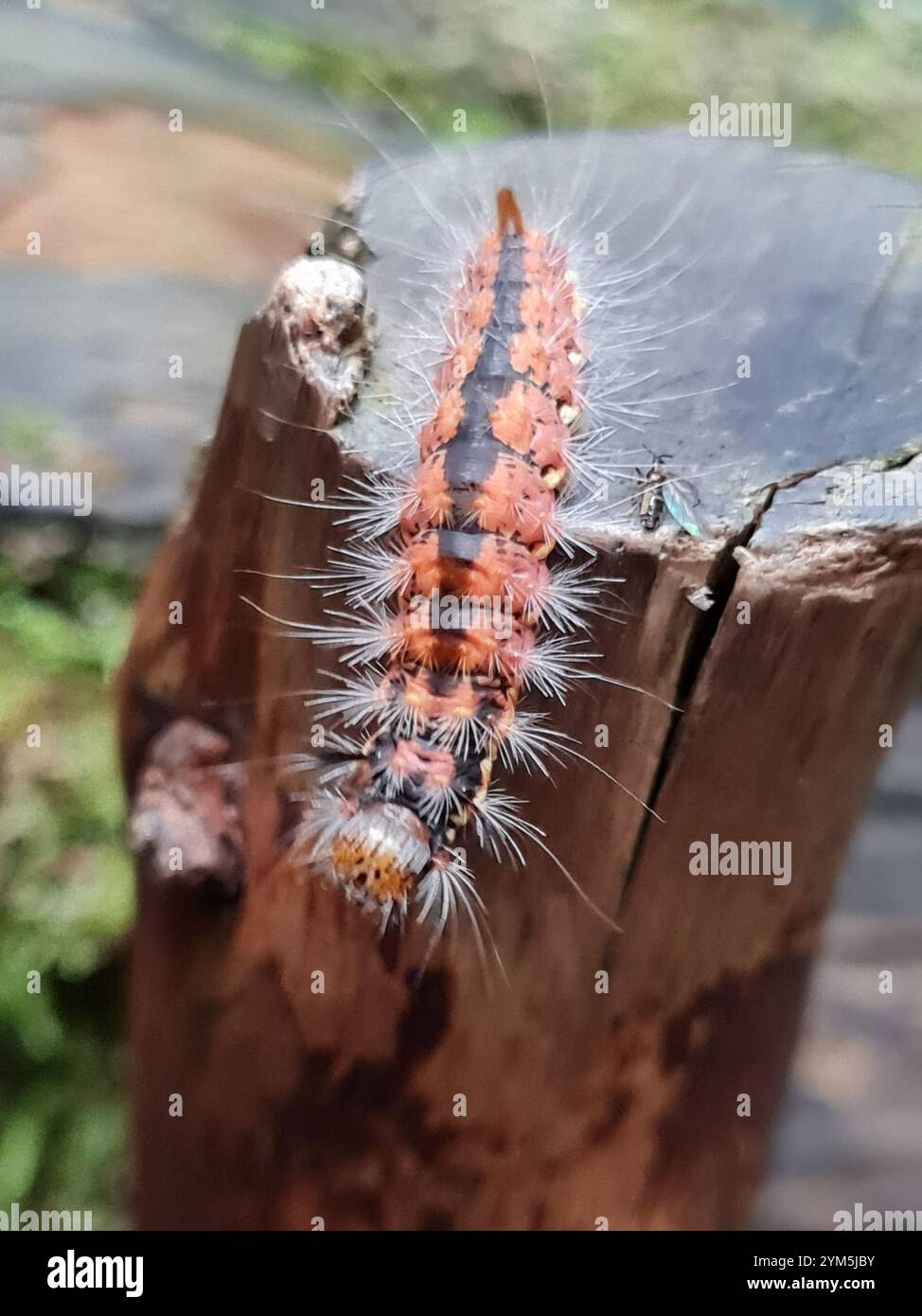 Nut-Tree Tussock (Colocasia coryli Stock Photo - Alamy