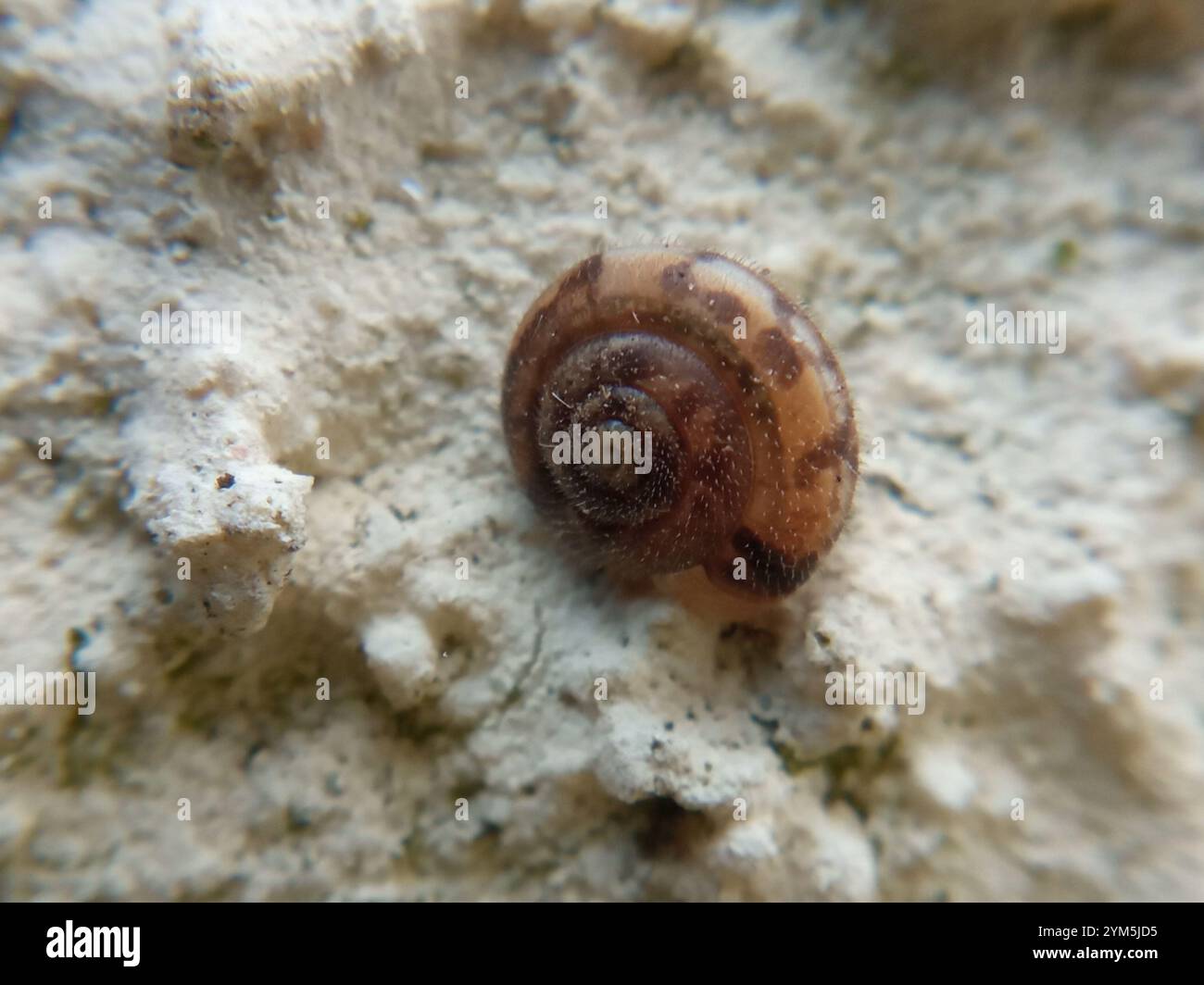 Hairy Snail (Trochulus hispidus Stock Photo - Alamy