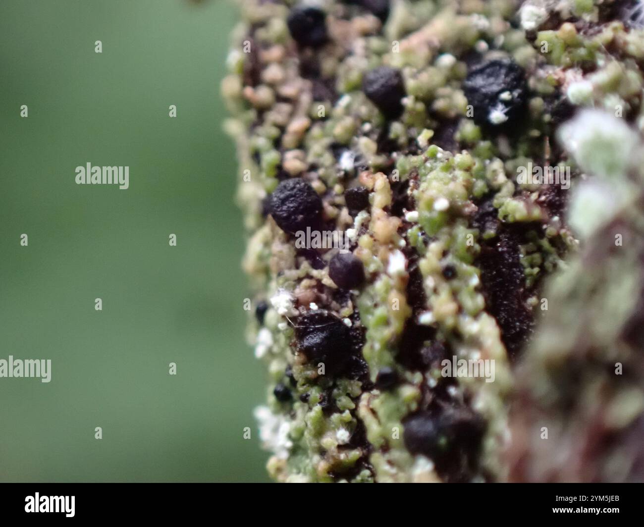 Lopadium hi-res stock photography and images - Alamy