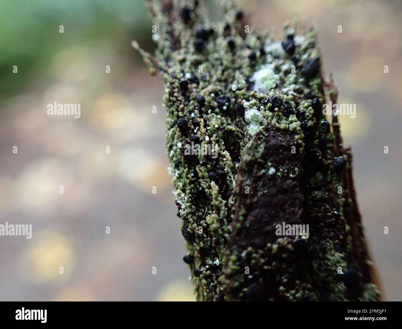 Lopadium hi-res stock photography and images - Alamy