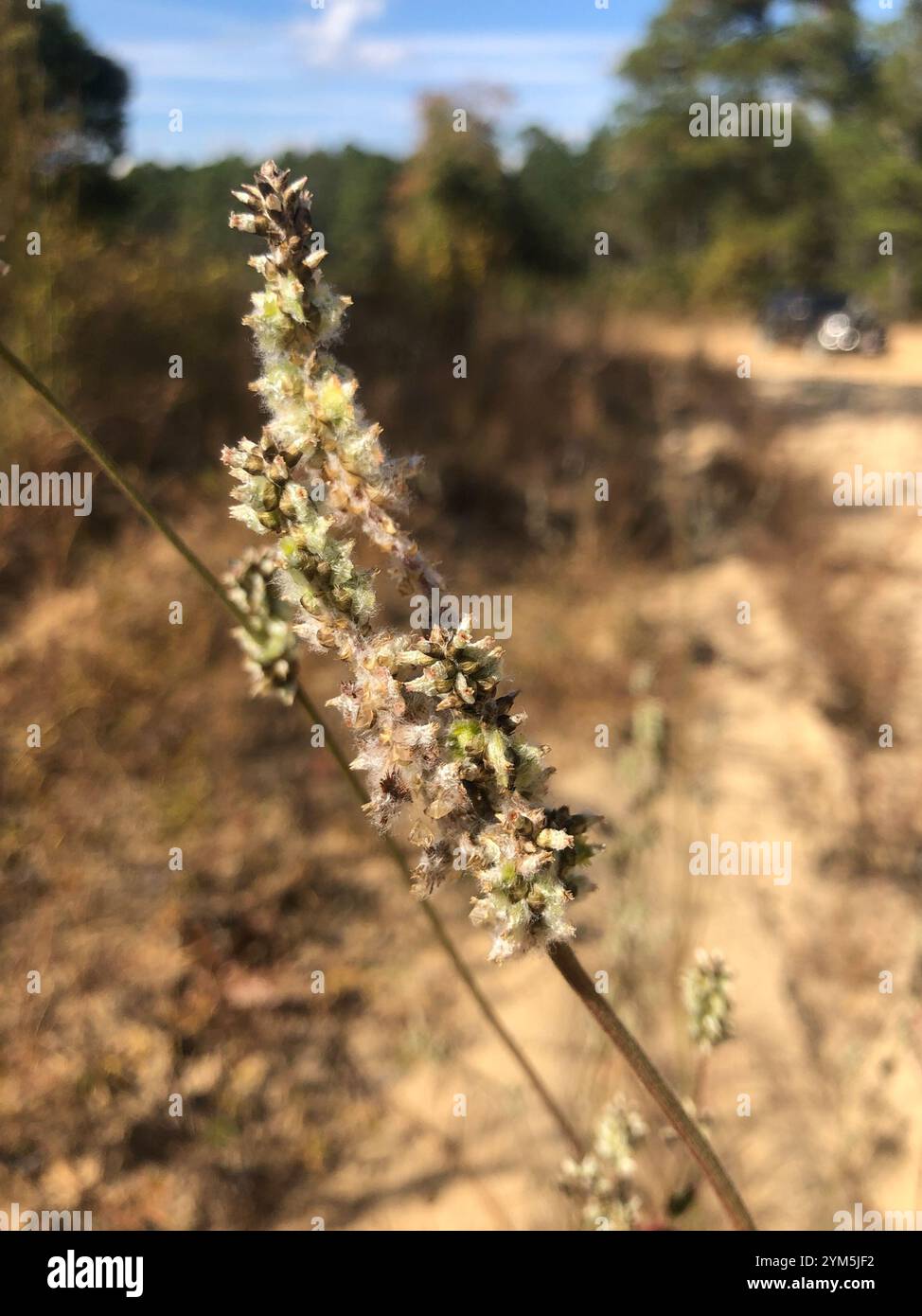 Plains Snakecotton (Froelichia floridana Stock Photo - Alamy