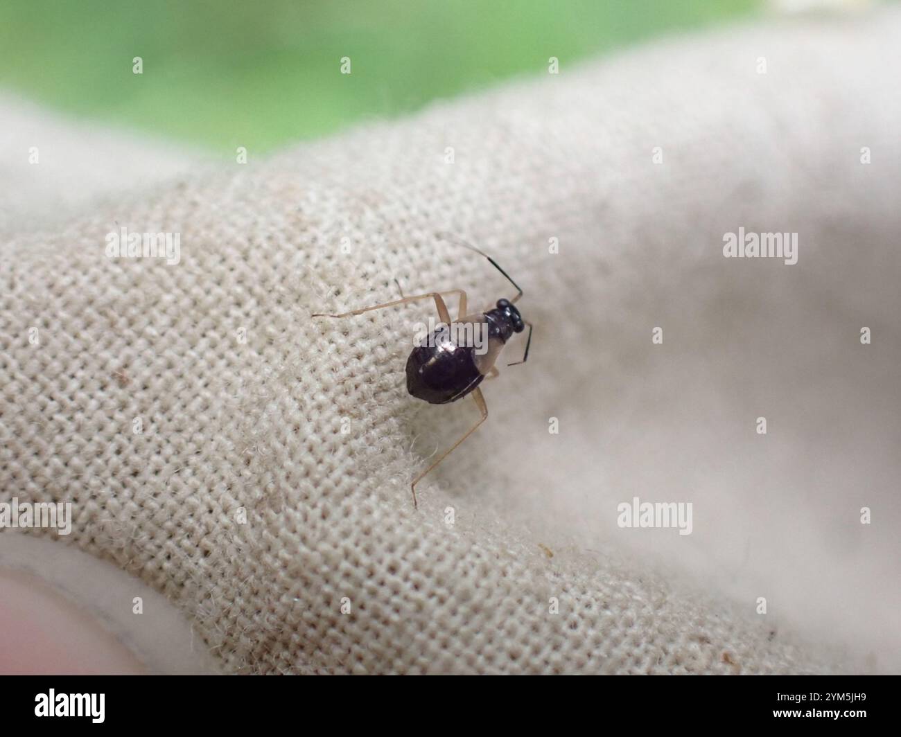 True Bugs (Heteroptera Stock Photo - Alamy