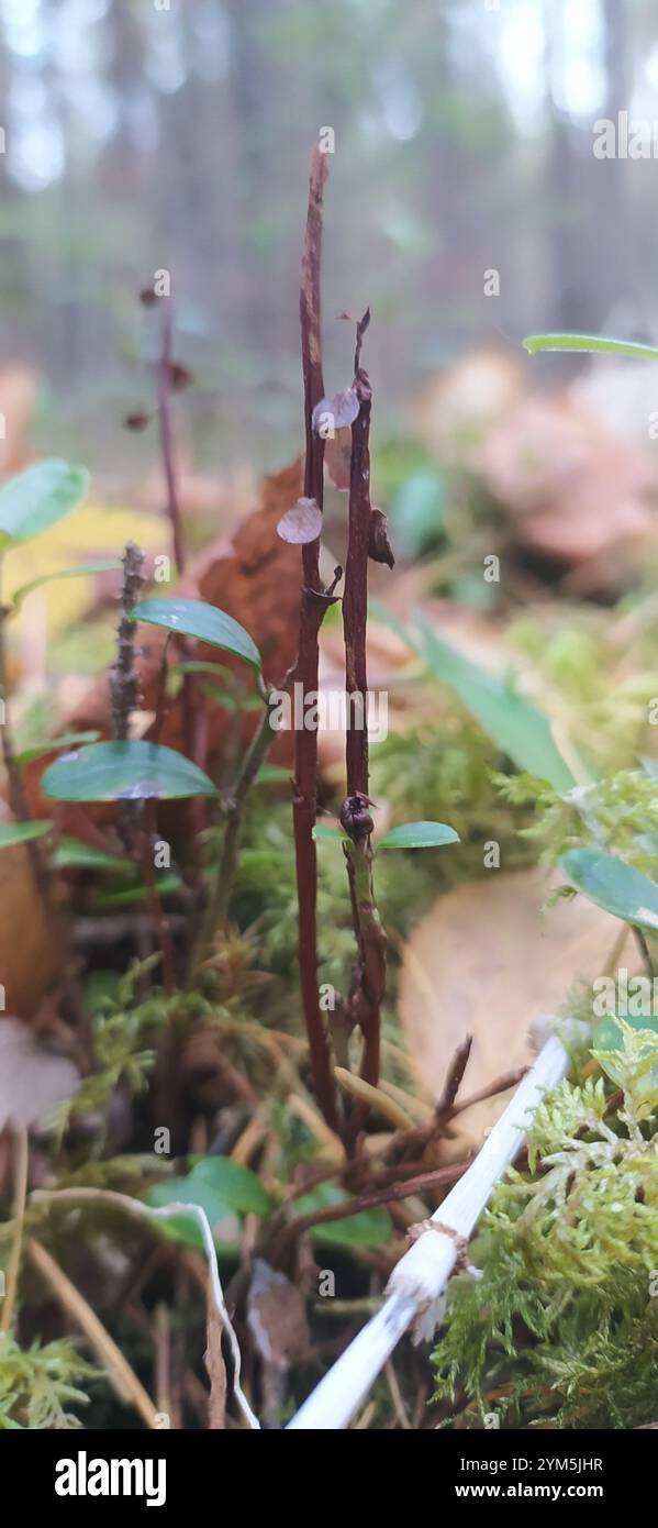 Huckleberry Broom Rust Fungus (Calyptospora columnaris Stock Photo - Alamy