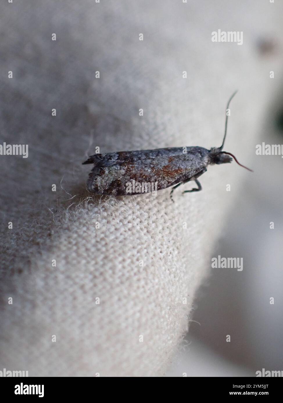 Red-striped Needleworm Moth (Epinotia radicana Stock Photo - Alamy