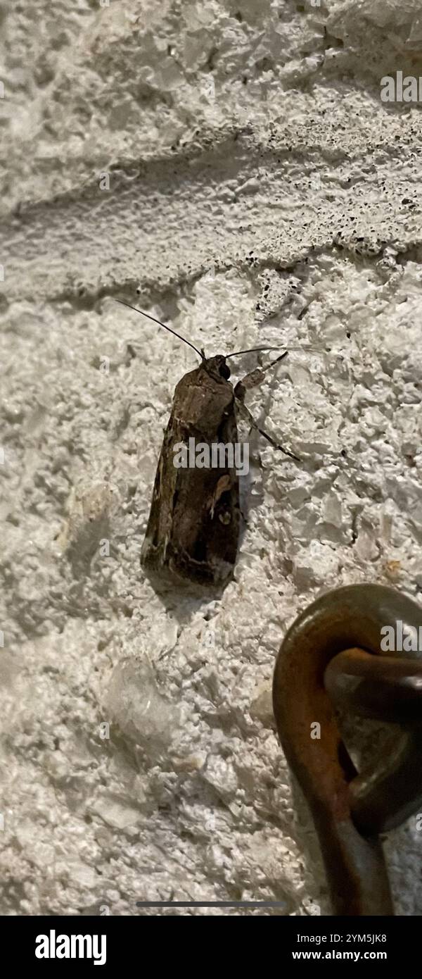 Fall Armyworm Moth (Spodoptera frugiperda Stock Photo - Alamy