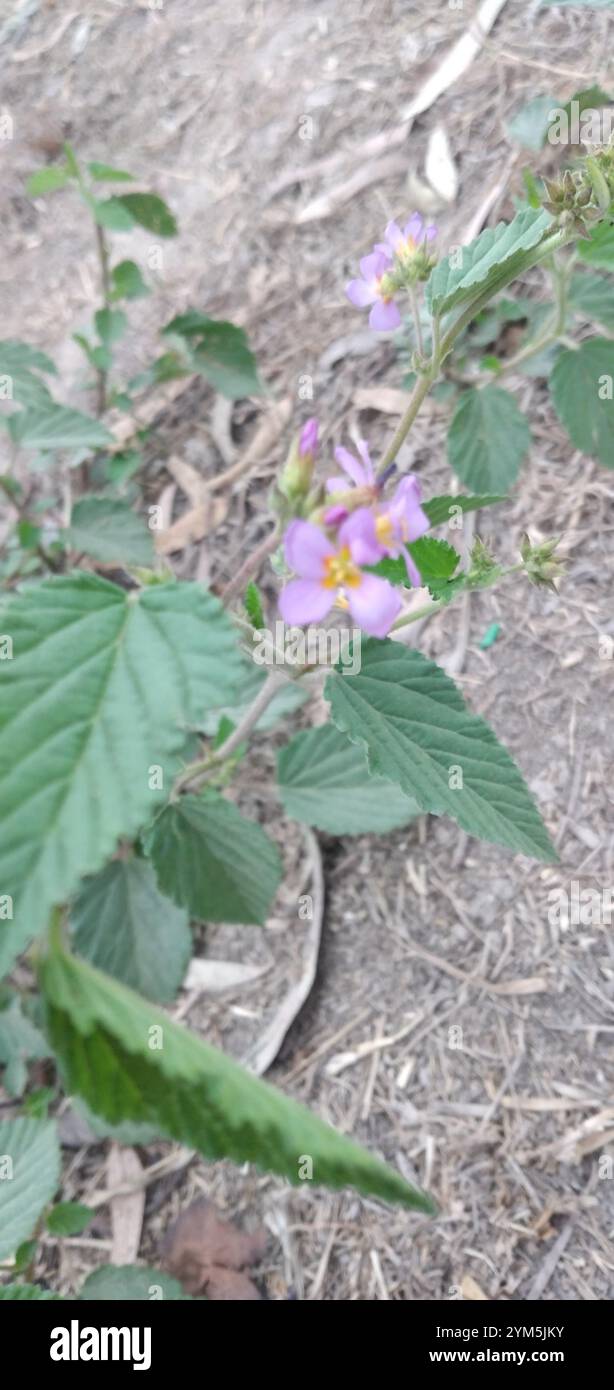 Pyramid Flower (Melochia pyramidata Stock Photo - Alamy