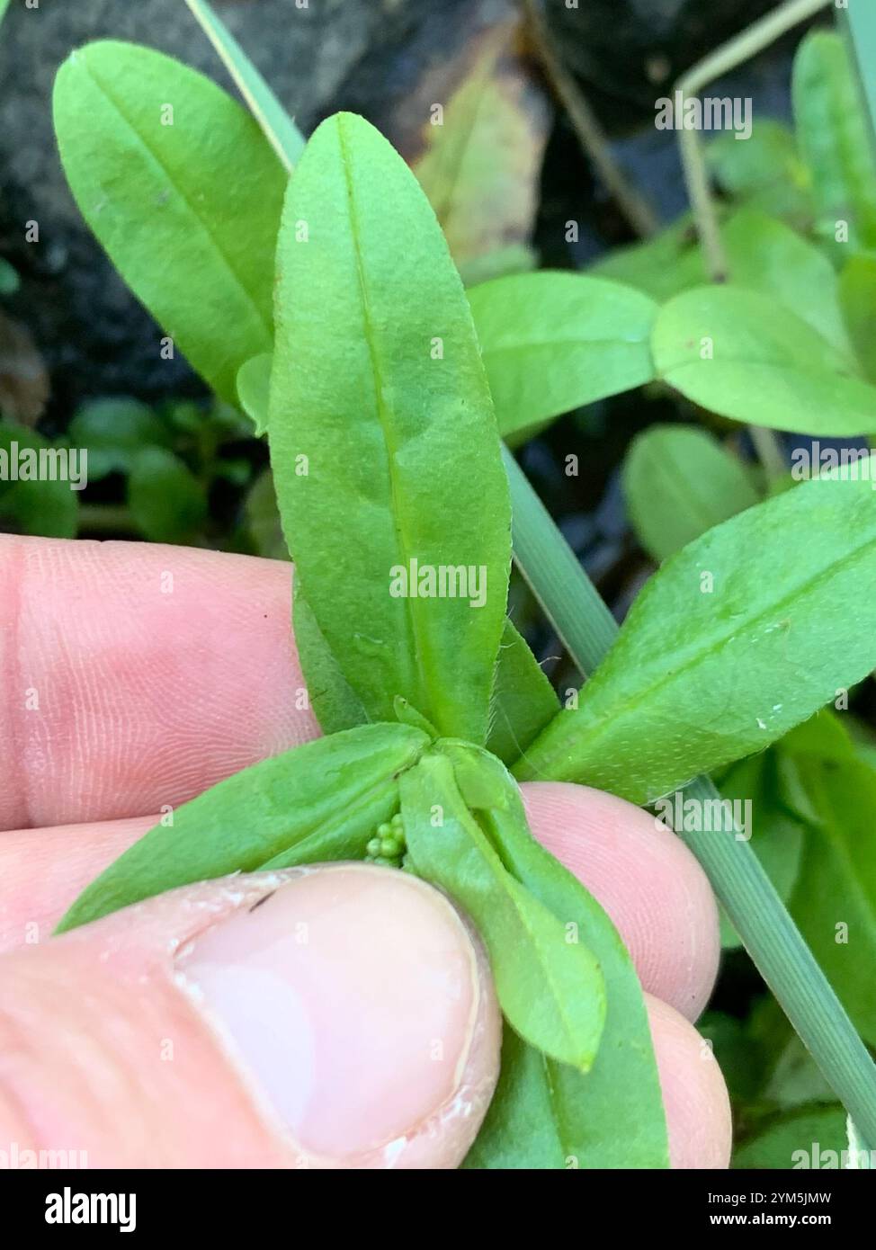 water forget-me-not (Myosotis scorpioides Stock Photo - Alamy