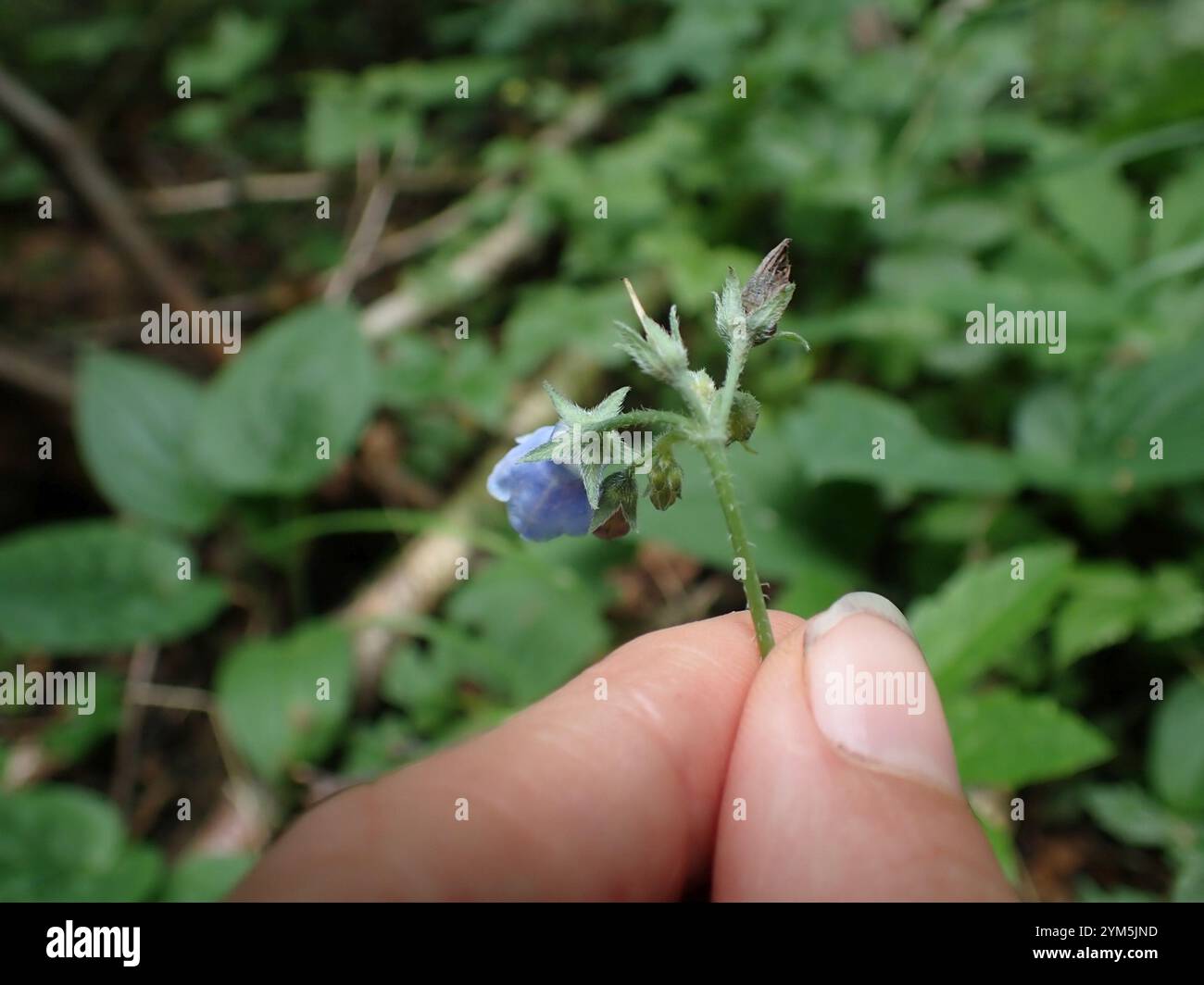 Tall Bluebell (Mertensia paniculata Stock Photo - Alamy