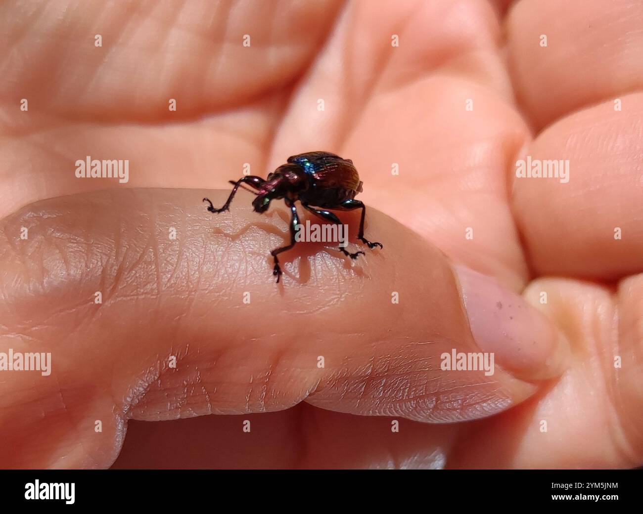 Leaf-rolling Weevils (Attelabidae Stock Photo - Alamy