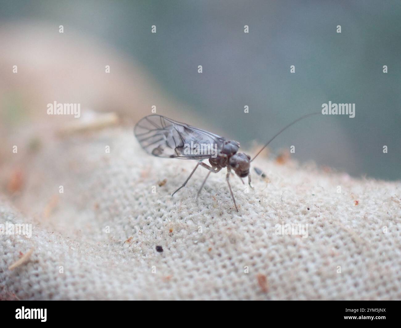 Common Barklice (Psocidae Stock Photo - Alamy