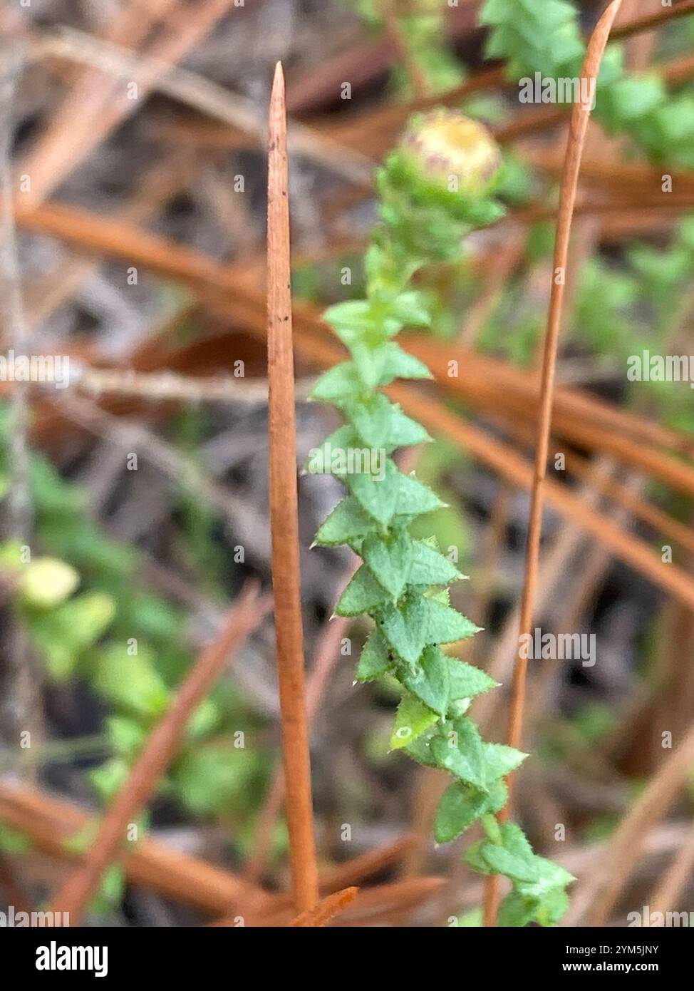 Walter's Aster (Symphyotrichum walteri Stock Photo - Alamy