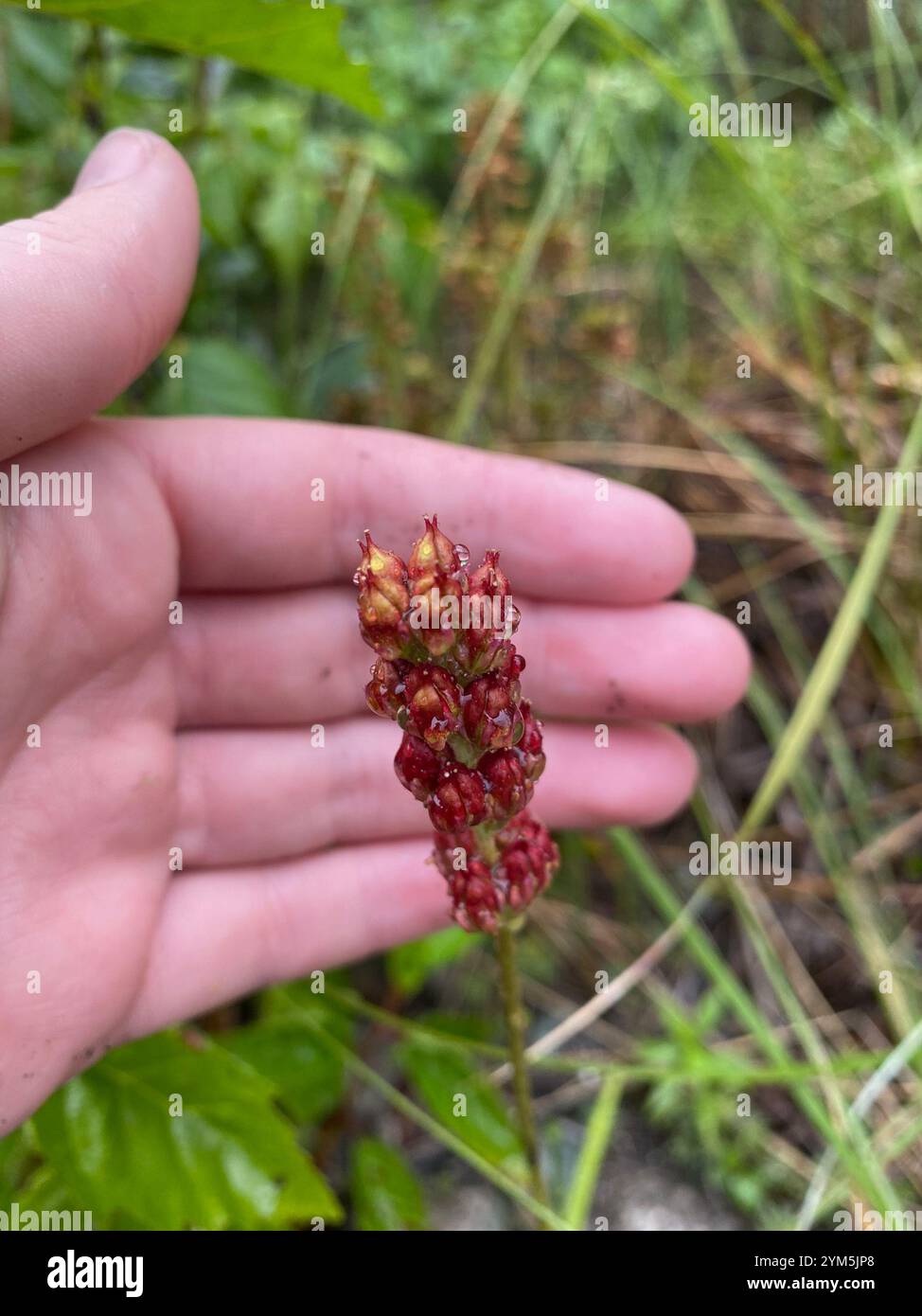 Sticky False Asphodel (Triantha glutinosa Stock Photo - Alamy