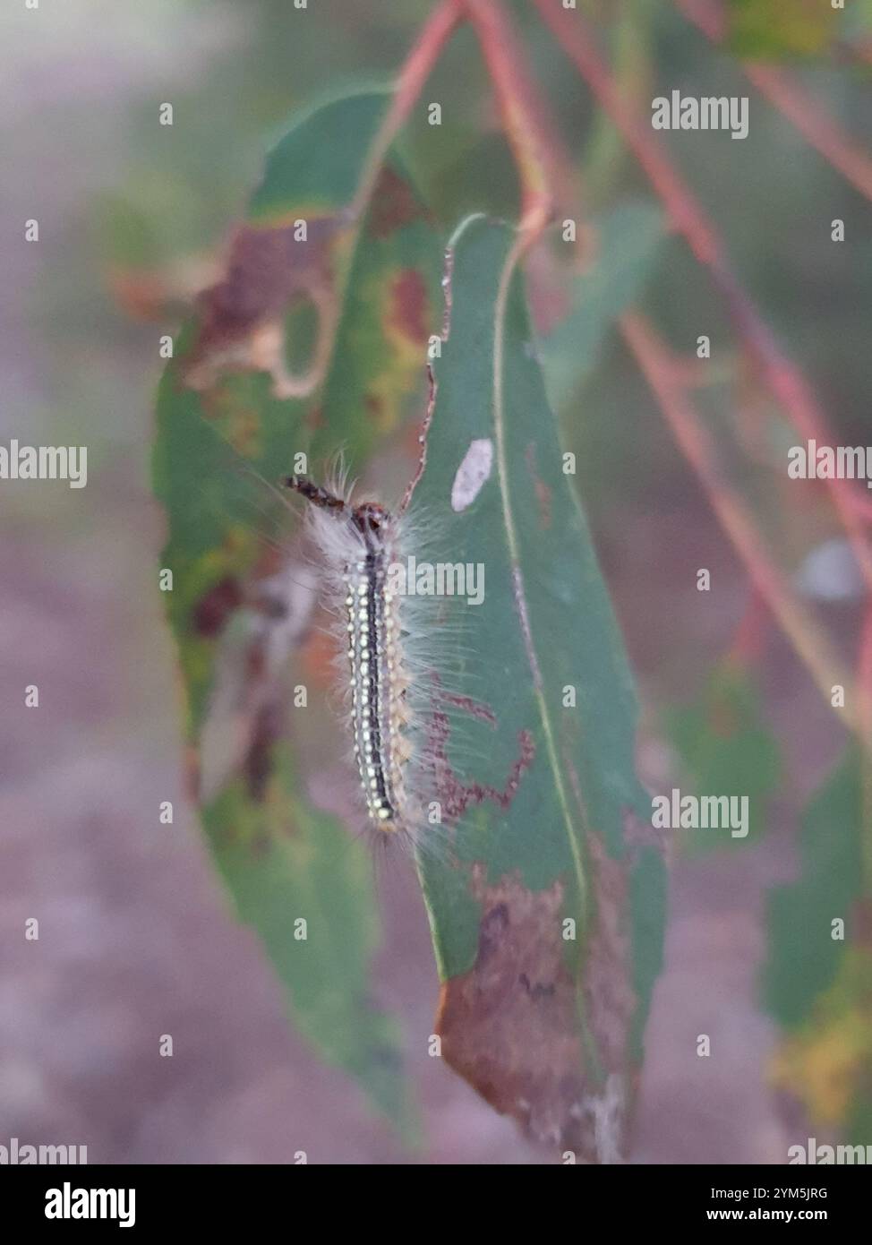 Leaf skeletonizer hi-res stock photography and images - Alamy