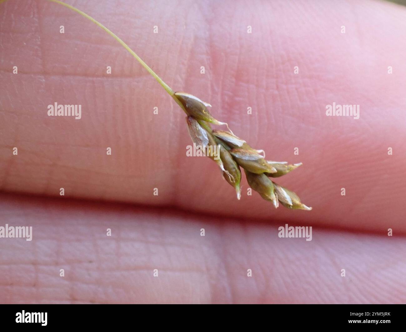 true sedges (Carex Stock Photo - Alamy
