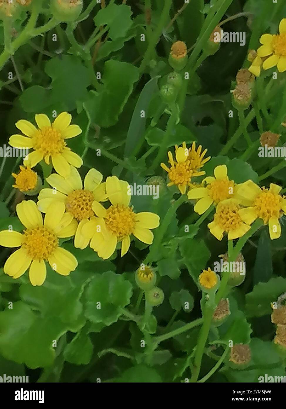 creeping groundsel (Senecio angulatus Stock Photo - Alamy