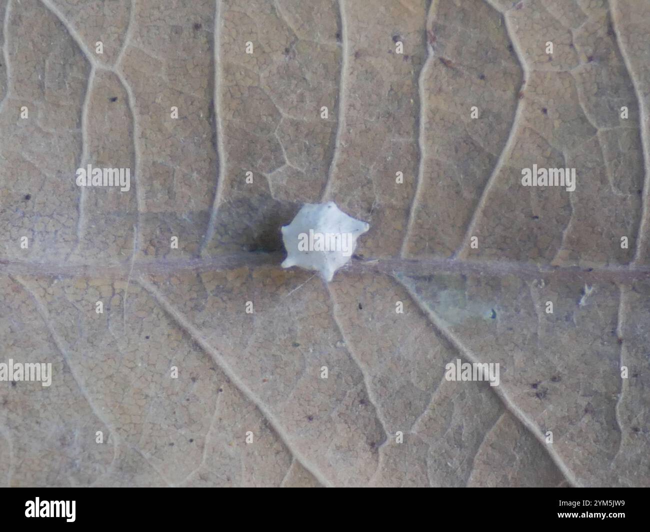 Sputnik Spider (Paidiscura pallens Stock Photo - Alamy