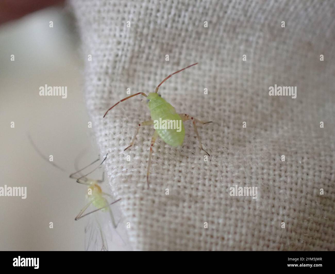 True Bugs (Heteroptera Stock Photo - Alamy