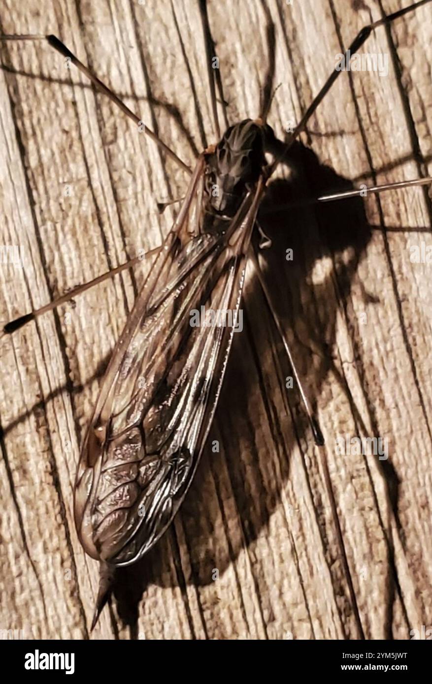 Giant Crane Fly (Tipula abdominalis Stock Photo - Alamy