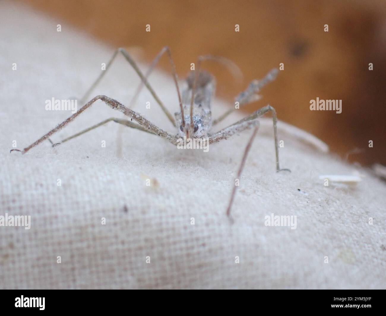 Four-spurred Assassin Bug (Zelus tetracanthus Stock Photo - Alamy Four-spurred Assassin Bug (Zelus tetracanthus Stock Photo - Alamy