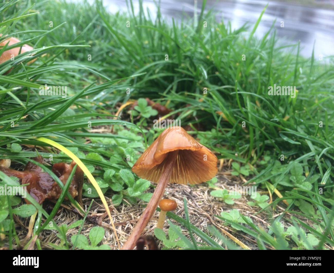 common conecap (Conocybe tenera Stock Photo - Alamy