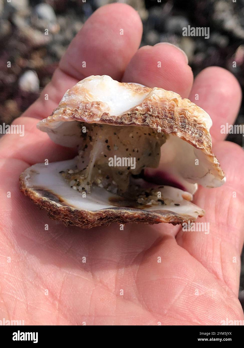 Giant Rock Scallop (Crassadoma gigantea Stock Photo - Alamy