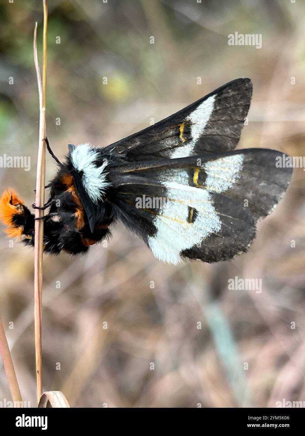 Buck Moth (Hemileuca maia Stock Photo - Alamy