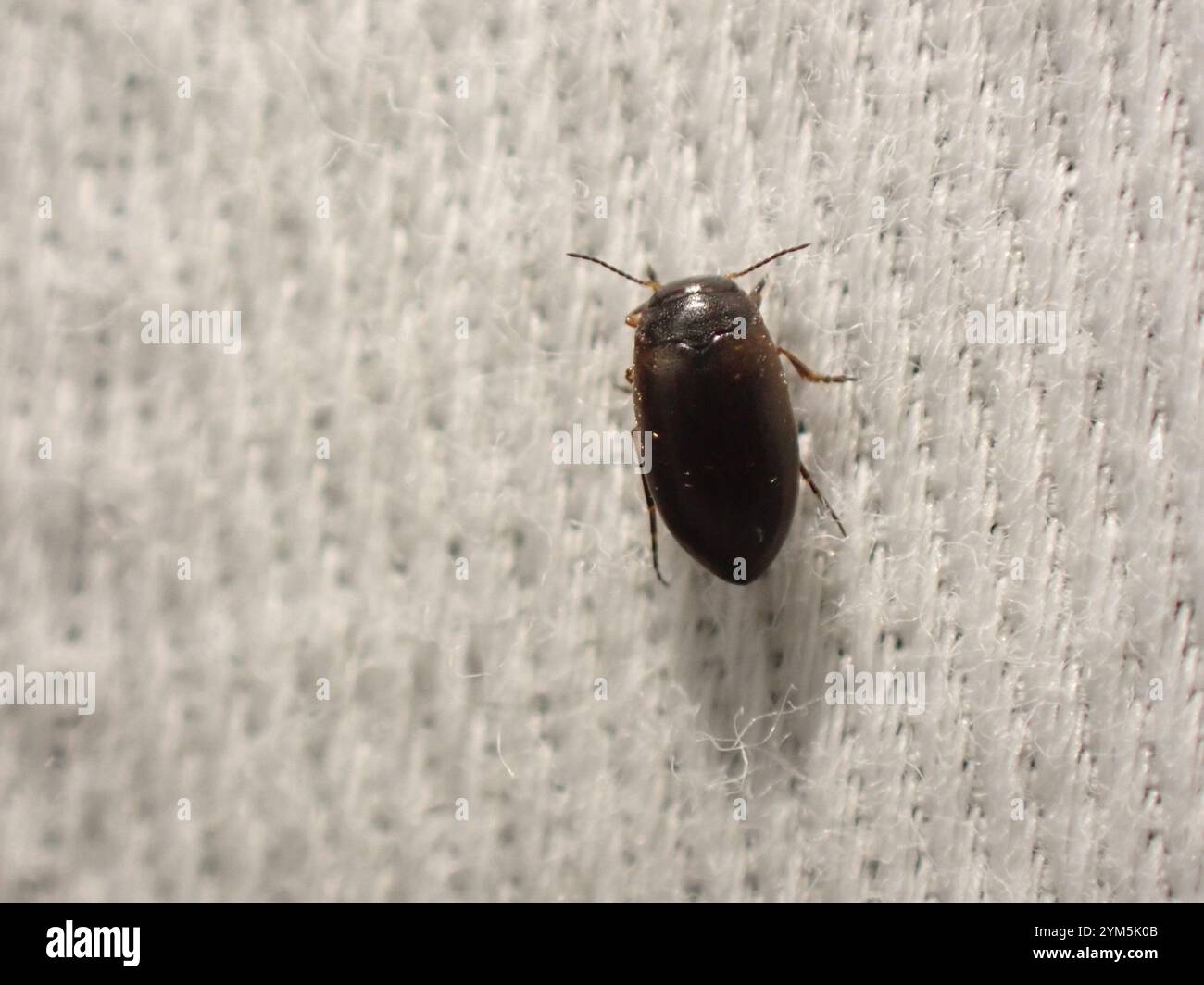 Hydroporus hi-res stock photography and images - Alamy