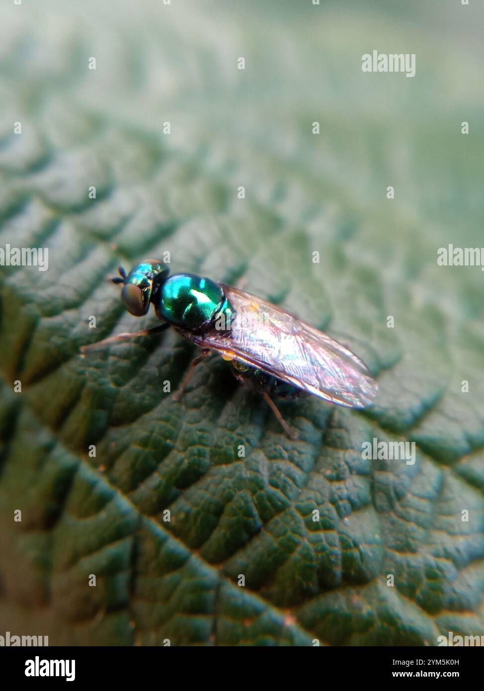 Black-horned Gem Fly (Microchrysa polita Stock Photo - Alamy
