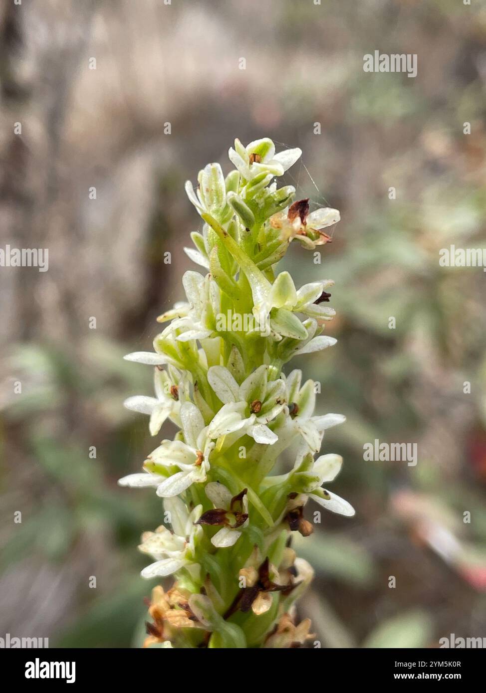 elegant piperia (Platanthera elegans elegans Stock Photo - Alamy