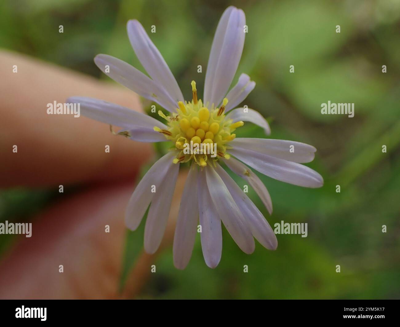 American asters (Symphyotrichum Stock Photo - Alamy