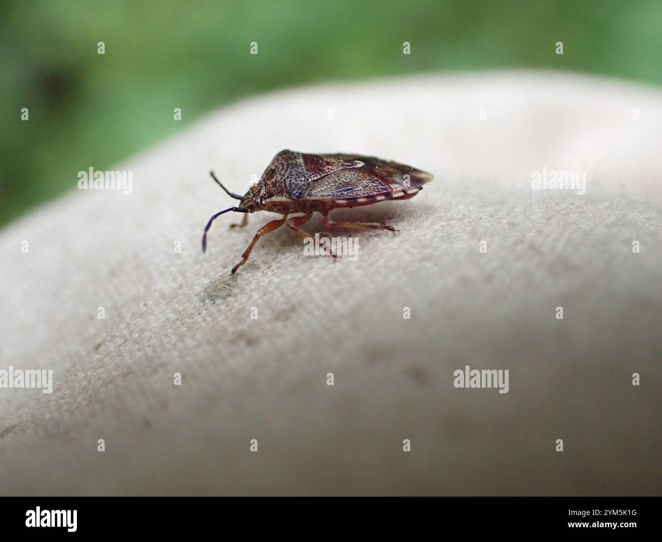 Edge-striped Shield Bug (Elasmucha lateralis Stock Photo - Alamy