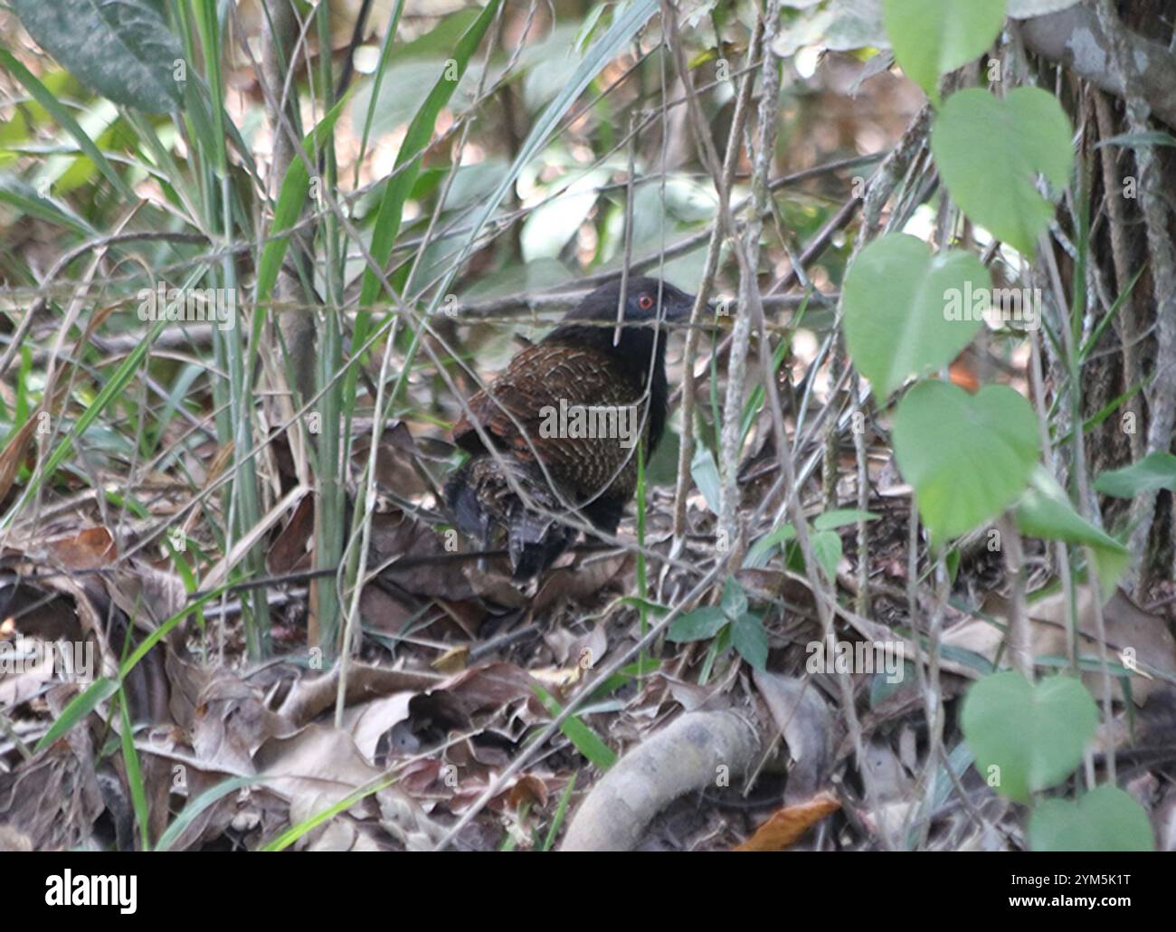 Pheasant Coucal (Centropus phasianinus Stock Photo - Alamy