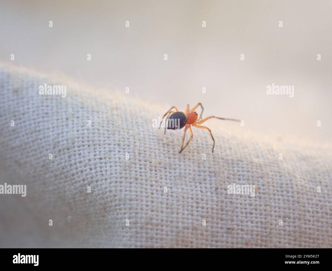 Sheetweb and Dwarf Weavers (Linyphiidae Stock Photo - Alamy