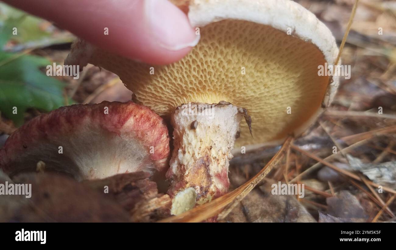 Painted Suillus (Suillus spraguei Stock Photo - Alamy