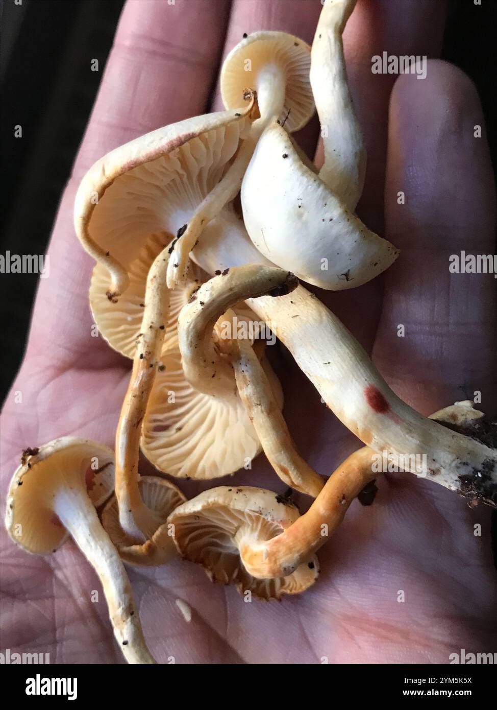 yellowing woodwax (Hygrophorus discoxanthus Stock Photo - Alamy