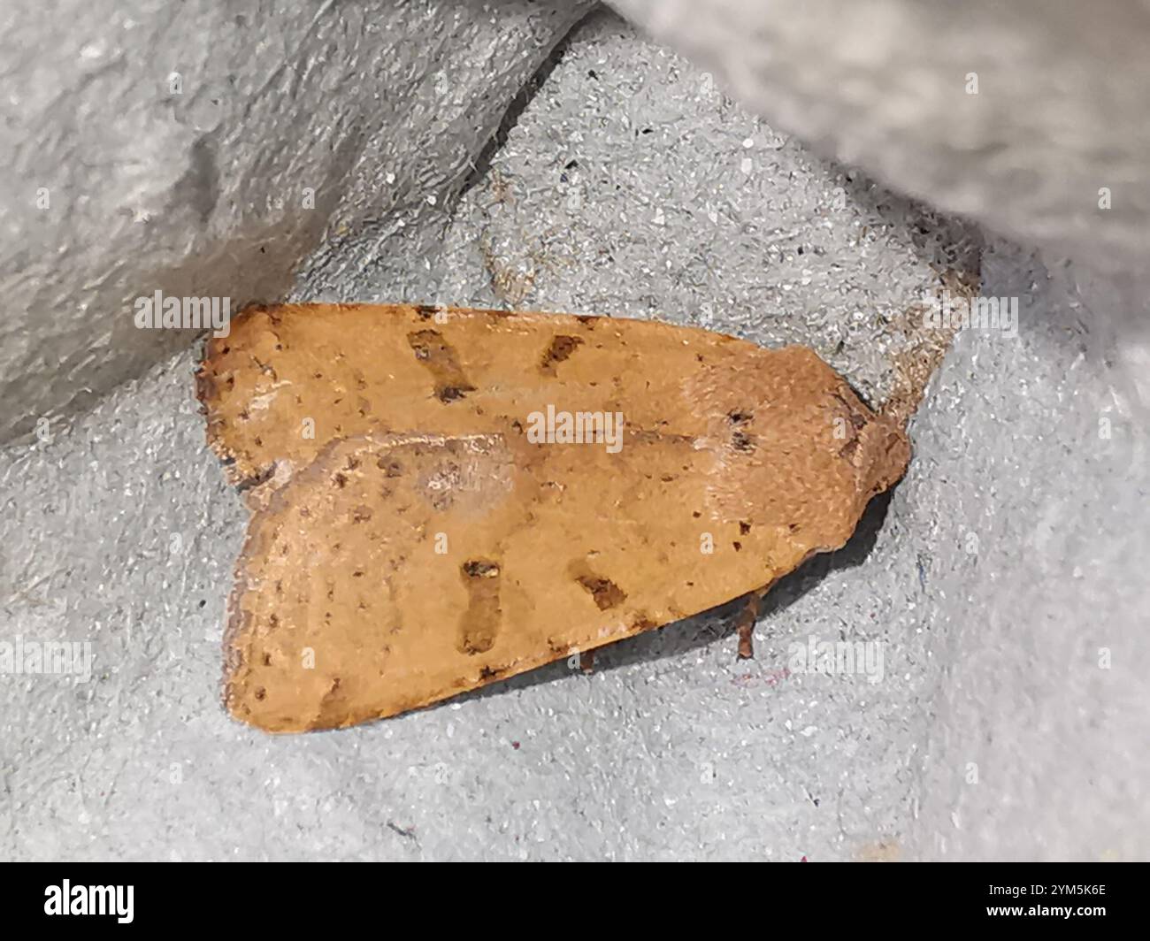 Beaded Chestnut (Agrochola lychnidis Stock Photo - Alamy
