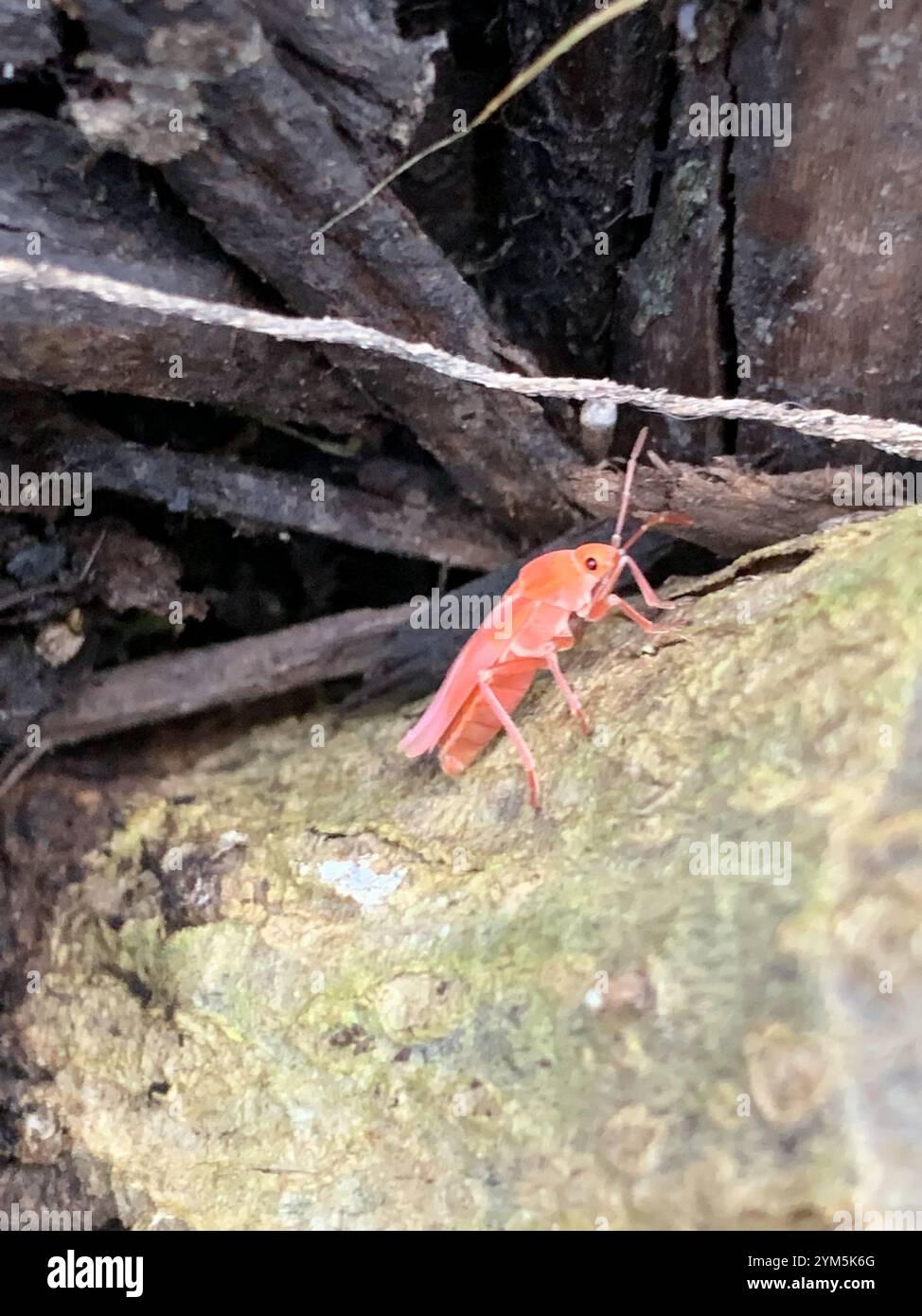 True Bugs (Heteroptera Stock Photo - Alamy